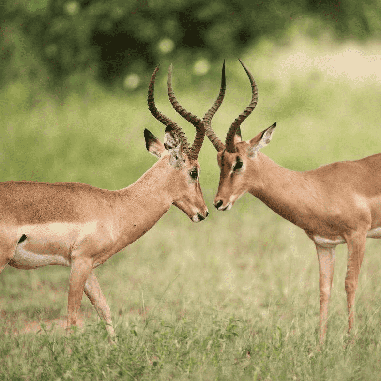 10 Days Kenya Wildlife Safari and Beach Vacation - Jumbo Adventures