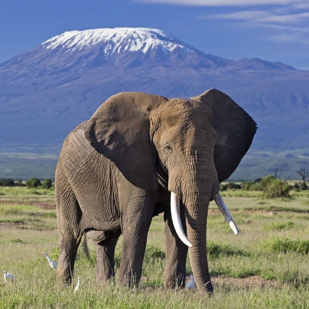 2 Days Amboseli National Park Safari Tour | Jumbo Adventures